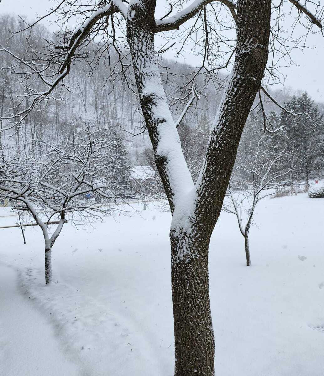Overnight snow leaves mantle of white | Winona Journal
