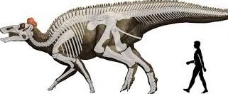 WSU discovery: Dinosaur bones still with skin | Winona Journal