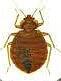 Where do bed bugs bite? Austin High School | Winona Journal