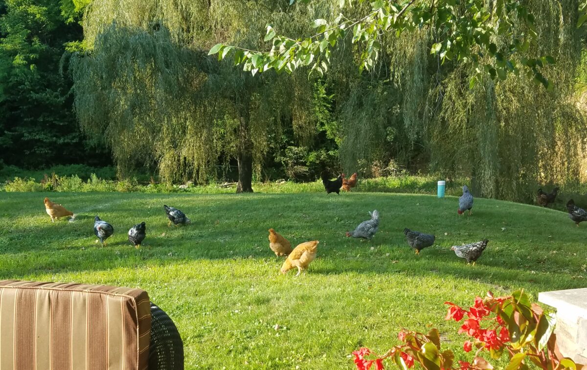A backyard pleasure near Farmers Park | Winona Journal