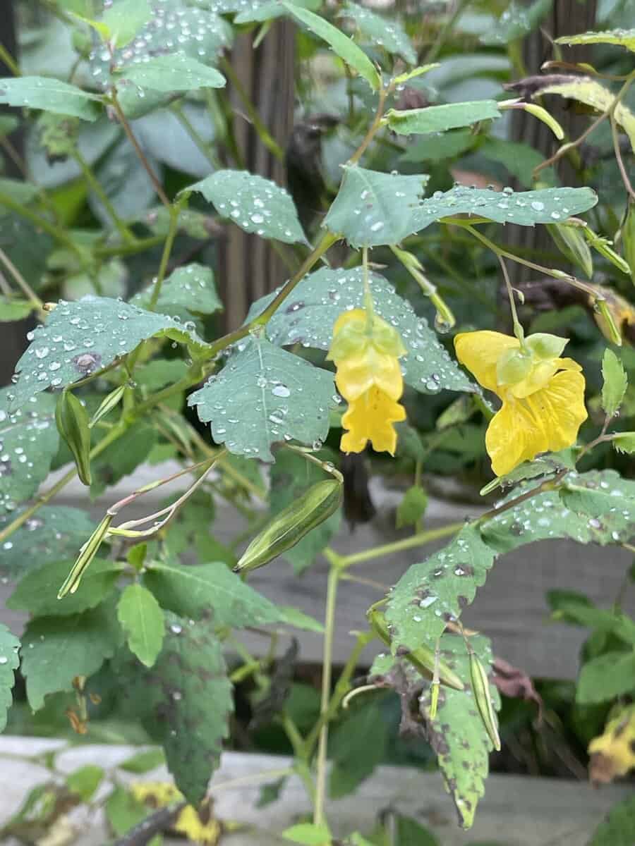 Jewelweed shows off how it got its name | Winona Journal